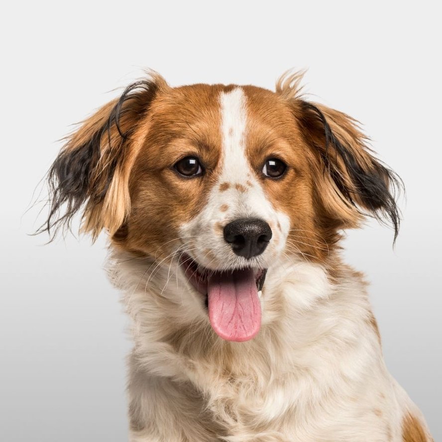 Pet Food and Supplies + Free Shipping | 35% Off First Autoship | Chewy