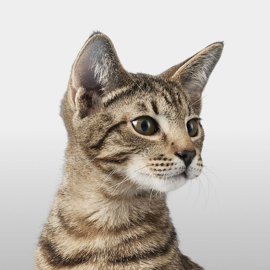 Pet Food and Supplies + Free Shipping | 35% Off First Autoship | Chewy