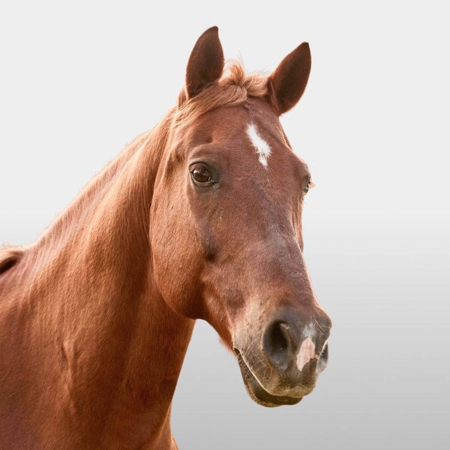 Pet Supplies and Food | 35% Off Autoship + Low Prices | Chewy