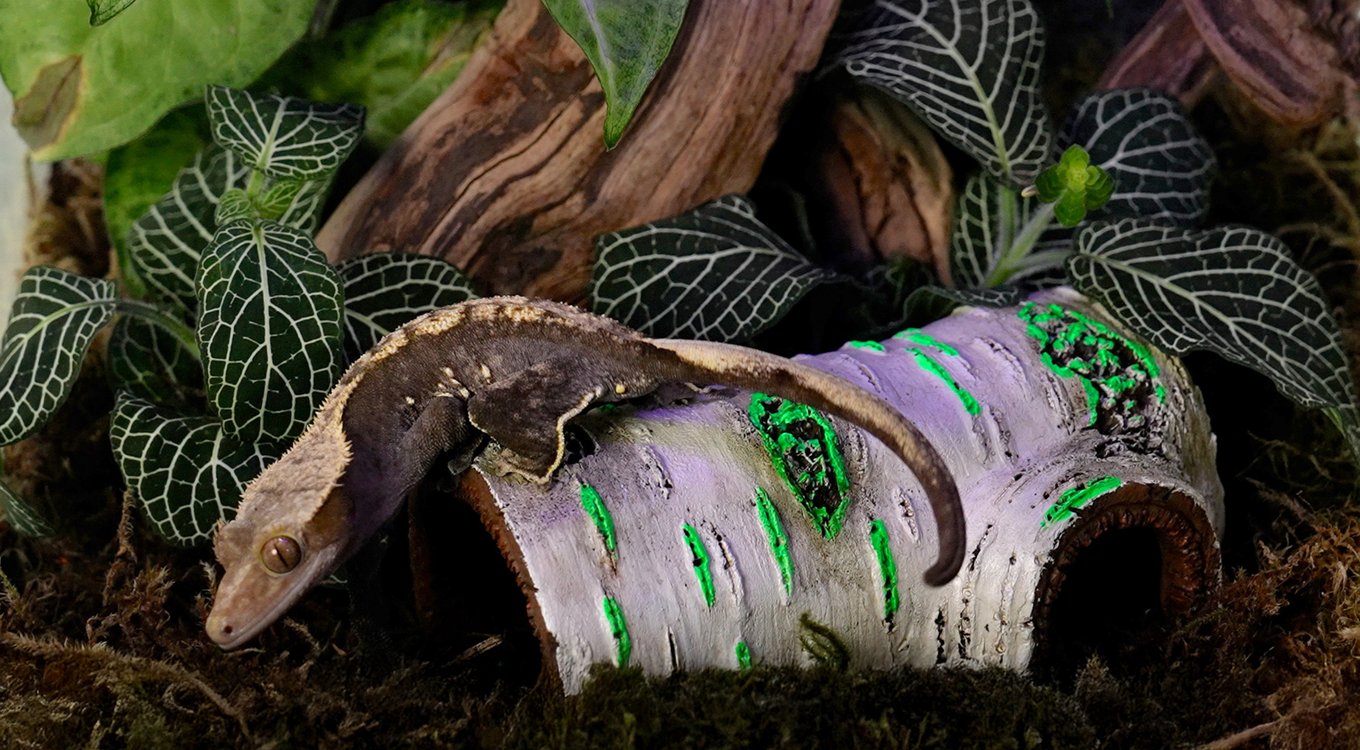 ZILLA Reptile Habitat Decor Shale Rock Den, Medium - Chewy.com