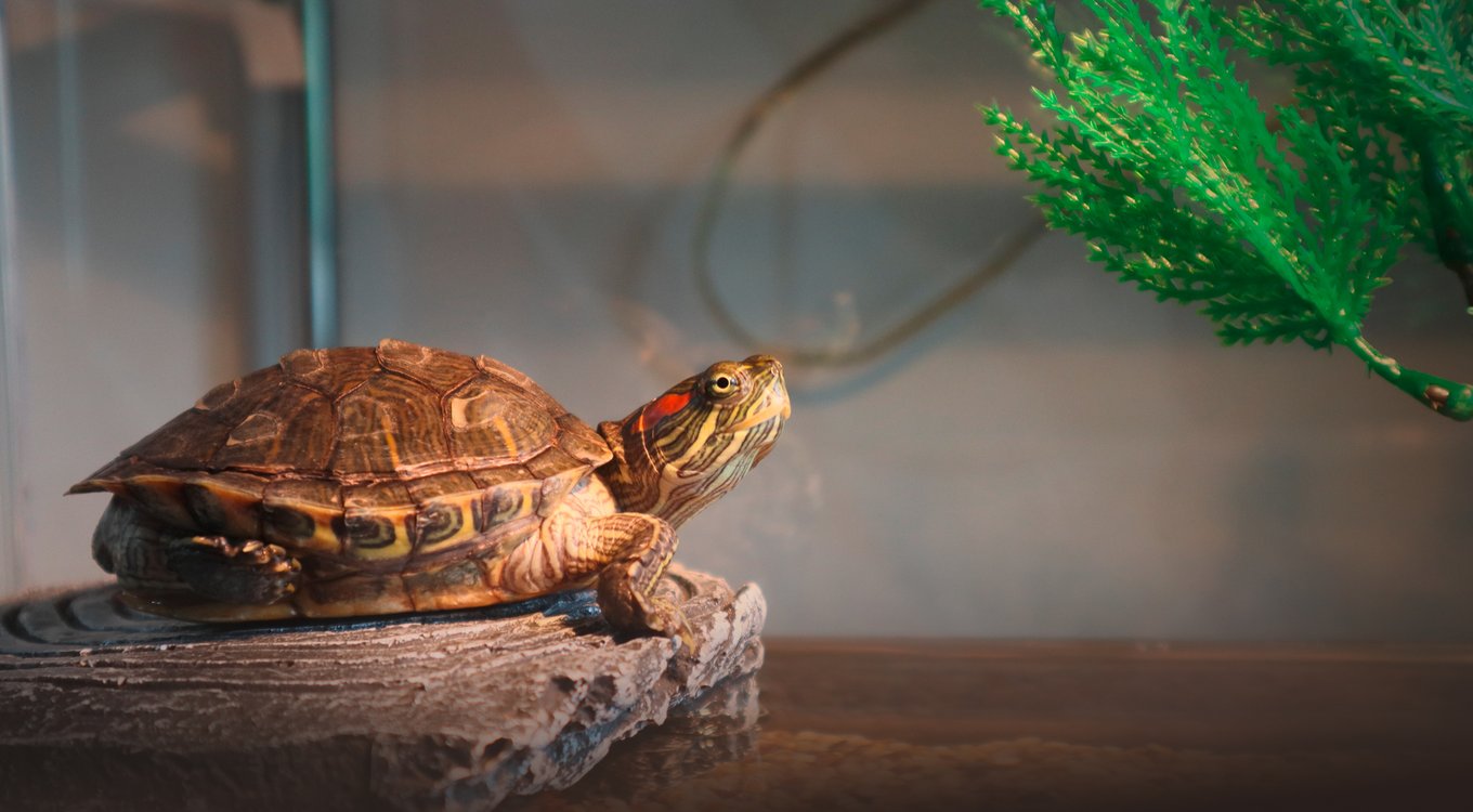 ZILLA Turtle Chasers Floating Shrimp Turtle Treats, 2-oz bag - Chewy.com