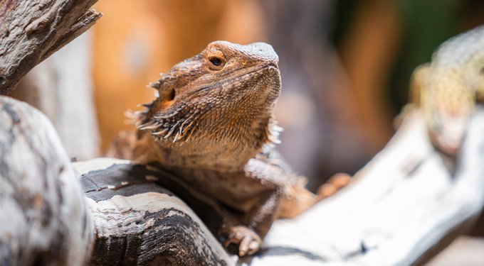 ZILLA Aquatic Turtle Habitat Accessory Kit - Chewy.com