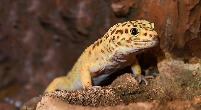 ZILLA Aquatic Turtle Habitat Accessory Kit - Chewy.com