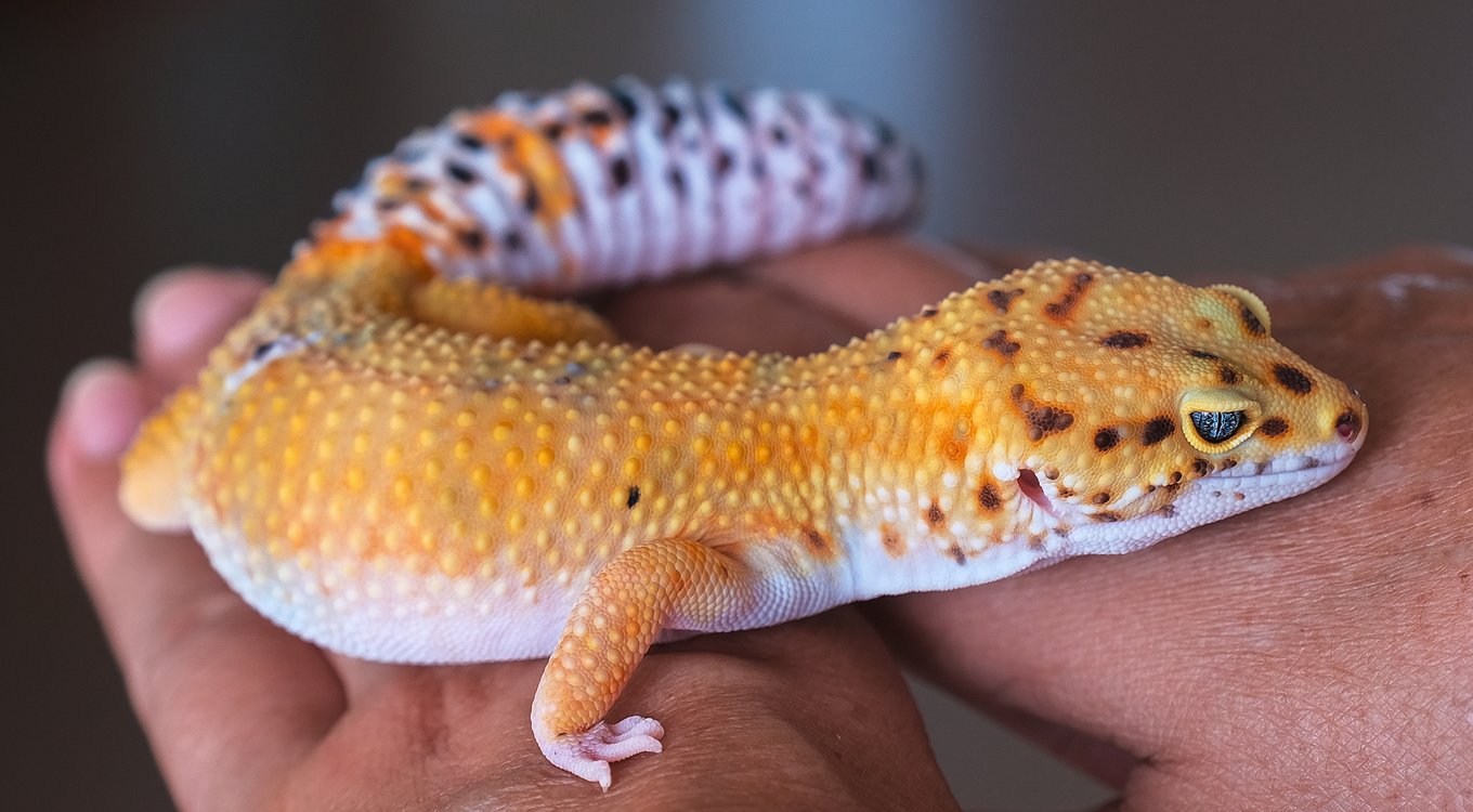 ZILLA Premium Reflector Light & Heat Black Ceramic Dome Lighting ...