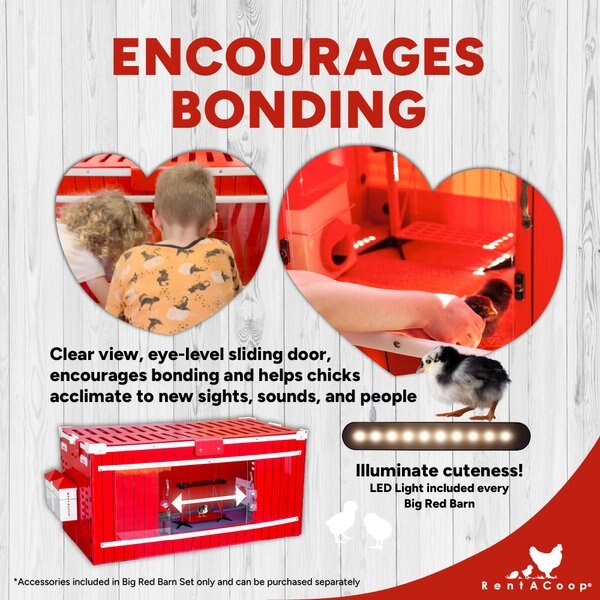 RENTACOOP Big Red Barn Folding Chick Brooder, Large - Chewy.com