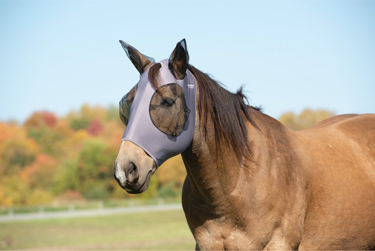 Weaver Equine - Free shipping | Chewy