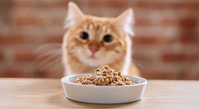 TUFT + PAW Really Great Cat Food Free Range Chicken & Rabbit High ...