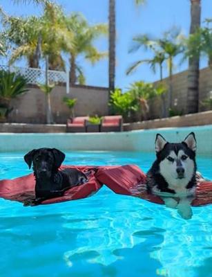 LAZY DOG LOUNGER Water Raft Dog Toy, Red, Large - Chewy.com