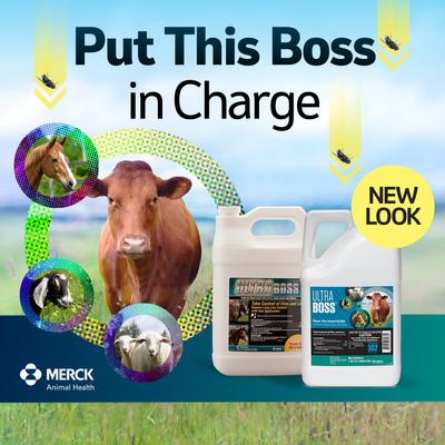 ULTRA BOSS Pour-On Insecticide Fly & Insect Control for Cattle, Sheep ...