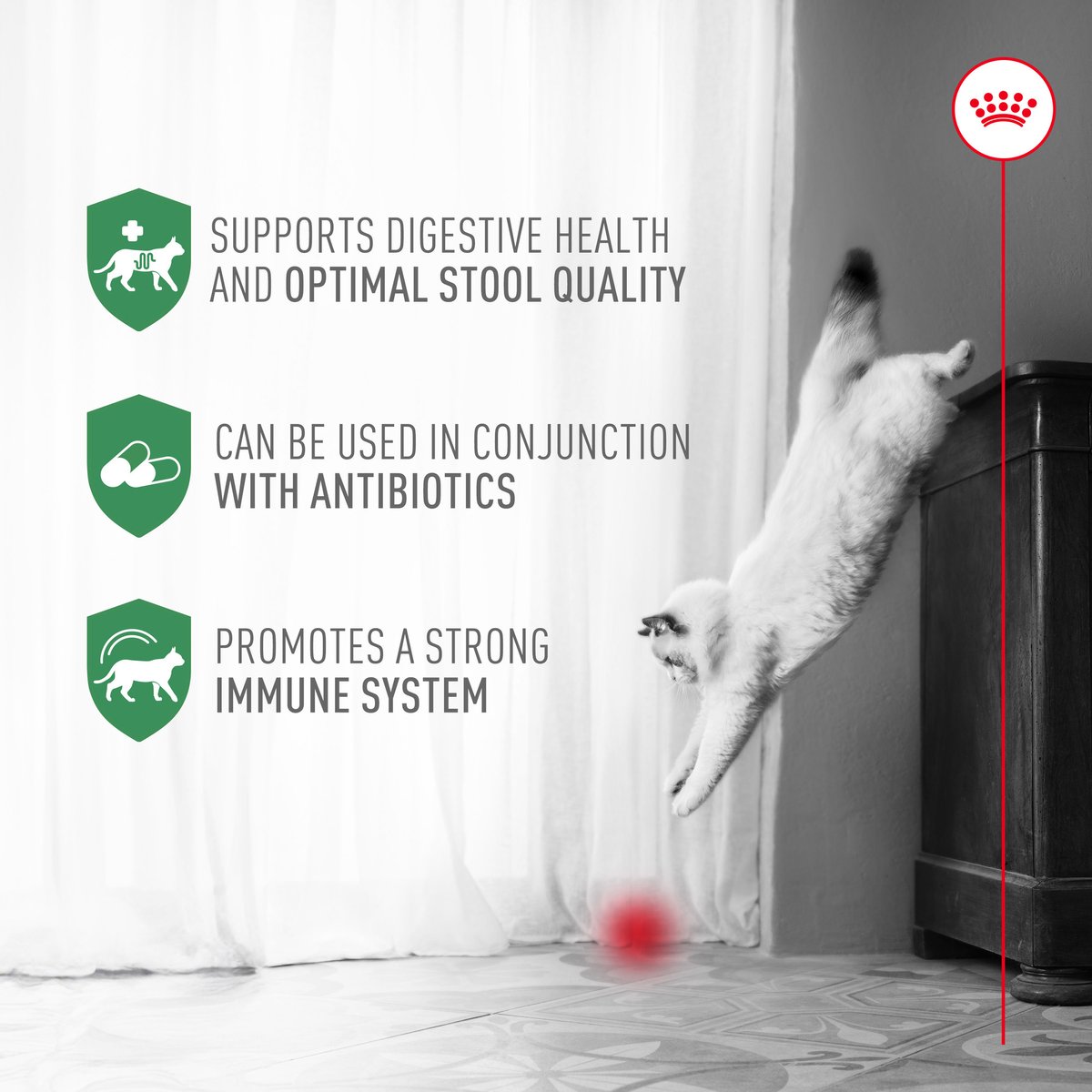 ROYAL CANIN Probiotics Digestive & Immune Health Powder Supplement for ...