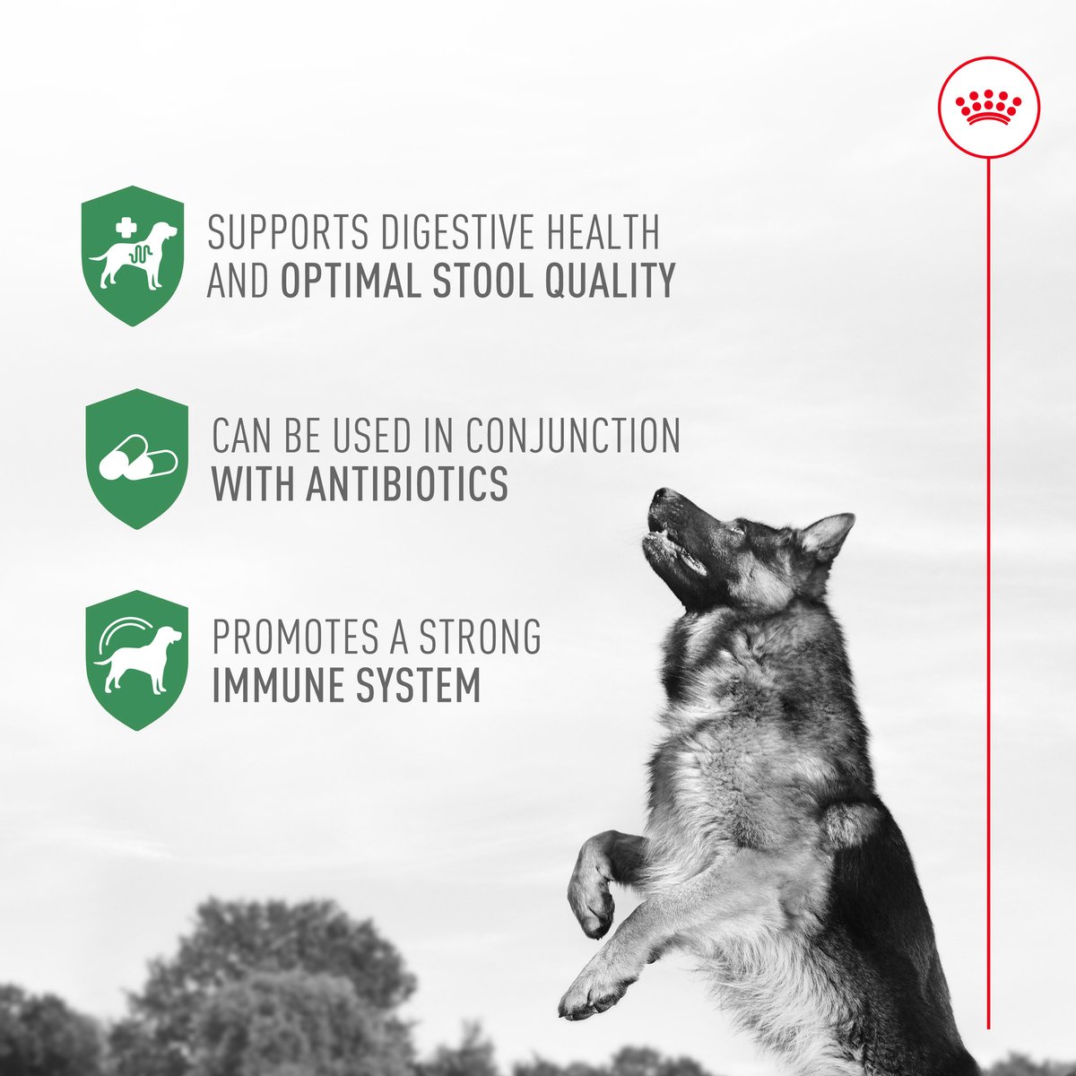 ROYAL CANIN Probiotics Digestive & Immune Health Powder Supplement for ...