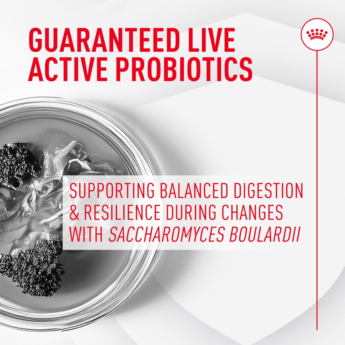 ROYAL CANIN Probiotics Digestive & Immune Health Powder Supplement for ...