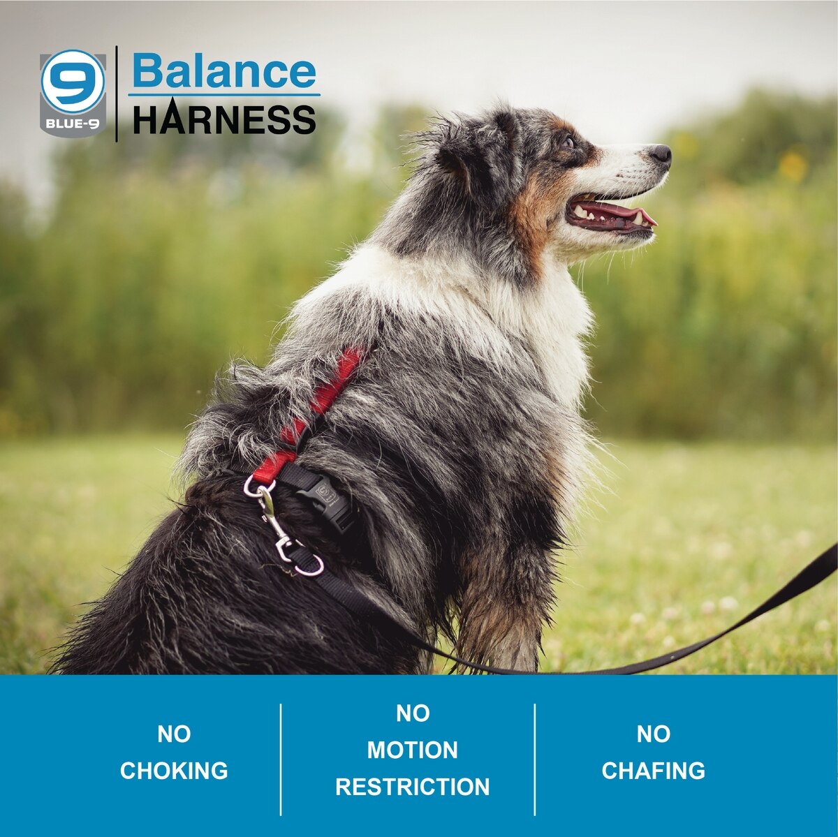 BLUE-9 Pet Products Buckle-Neck Balance Dog Harness, Sky Blue, X-Small ...