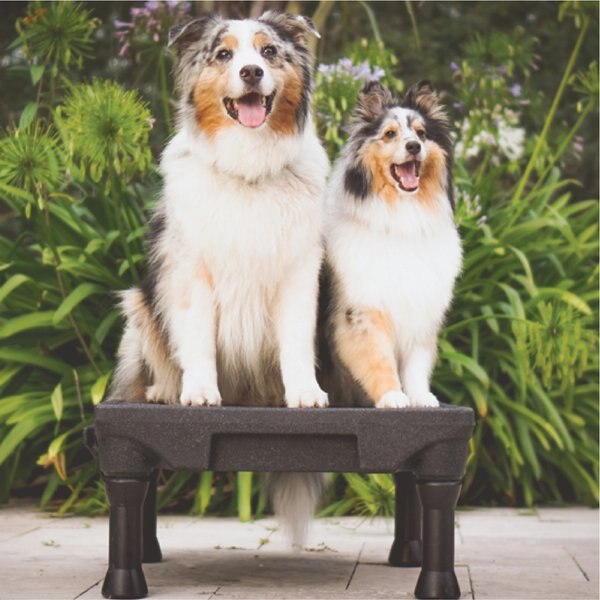 BLUE-9 Pet Products KLIMB Dog Training Platform & Agility System, Black ...