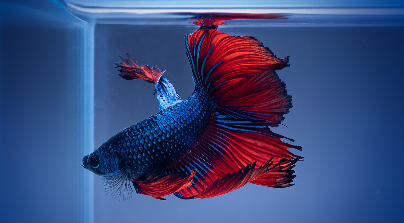 AQUEON PURE Betta Beads Aquarium Water Care, 8.8-oz bag, Blue - Chewy.com