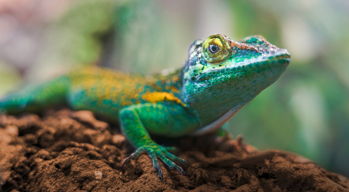 ZILLA Ground English Walnut Shell Reptile Bedding, 5-qt bag - Chewy.com