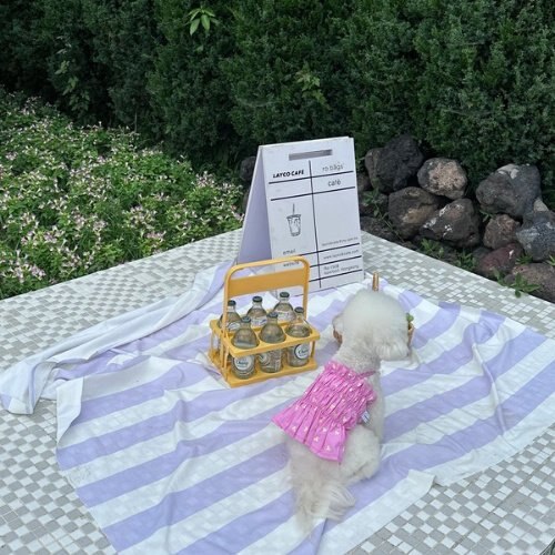 DOLLY PET Fluorescent Cherry Pleated Dog Skirt, Pink, X-Small - Chewy.com