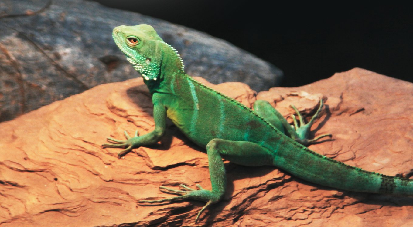 ZILLA Light & Heat Mini Halogen Bulb for Reptile Terrariums, Day Blue ...