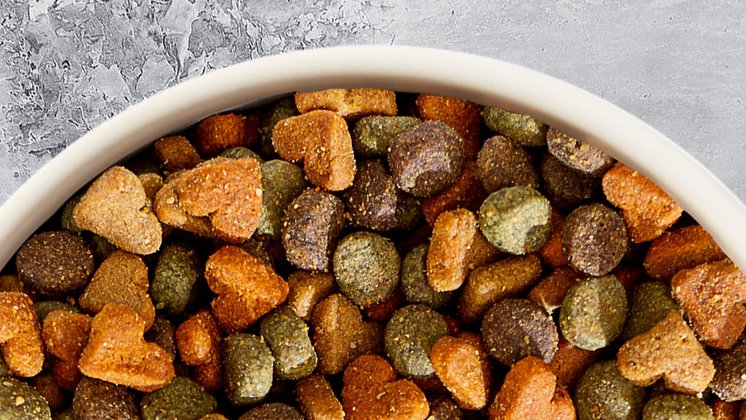 Best Dry Cat Food: Top Brands, Low Prices (Free Shipping) | Chewy