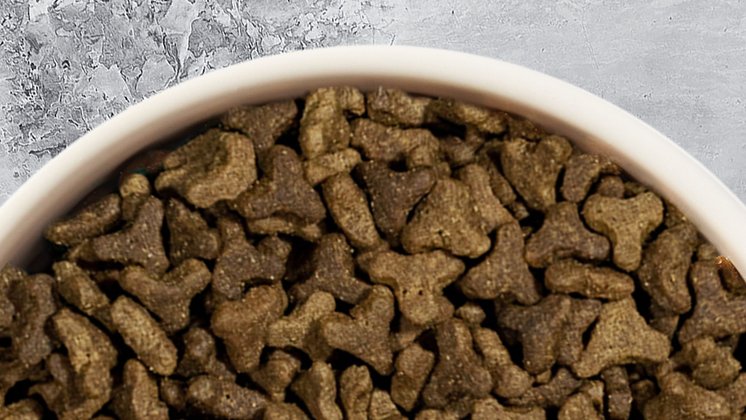 Best Dry Cat Food: Top Brands, Low Prices (Free Shipping) | Chewy