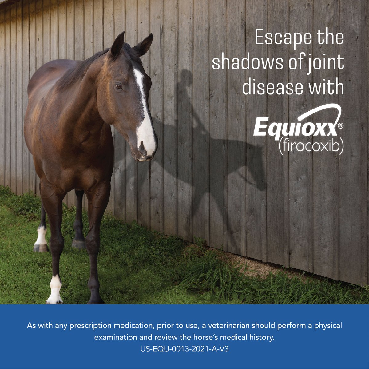 EQUIOXX (Firocoxib) Tablets for Horses, 57 mg - Easy Refills | Chewy Rx