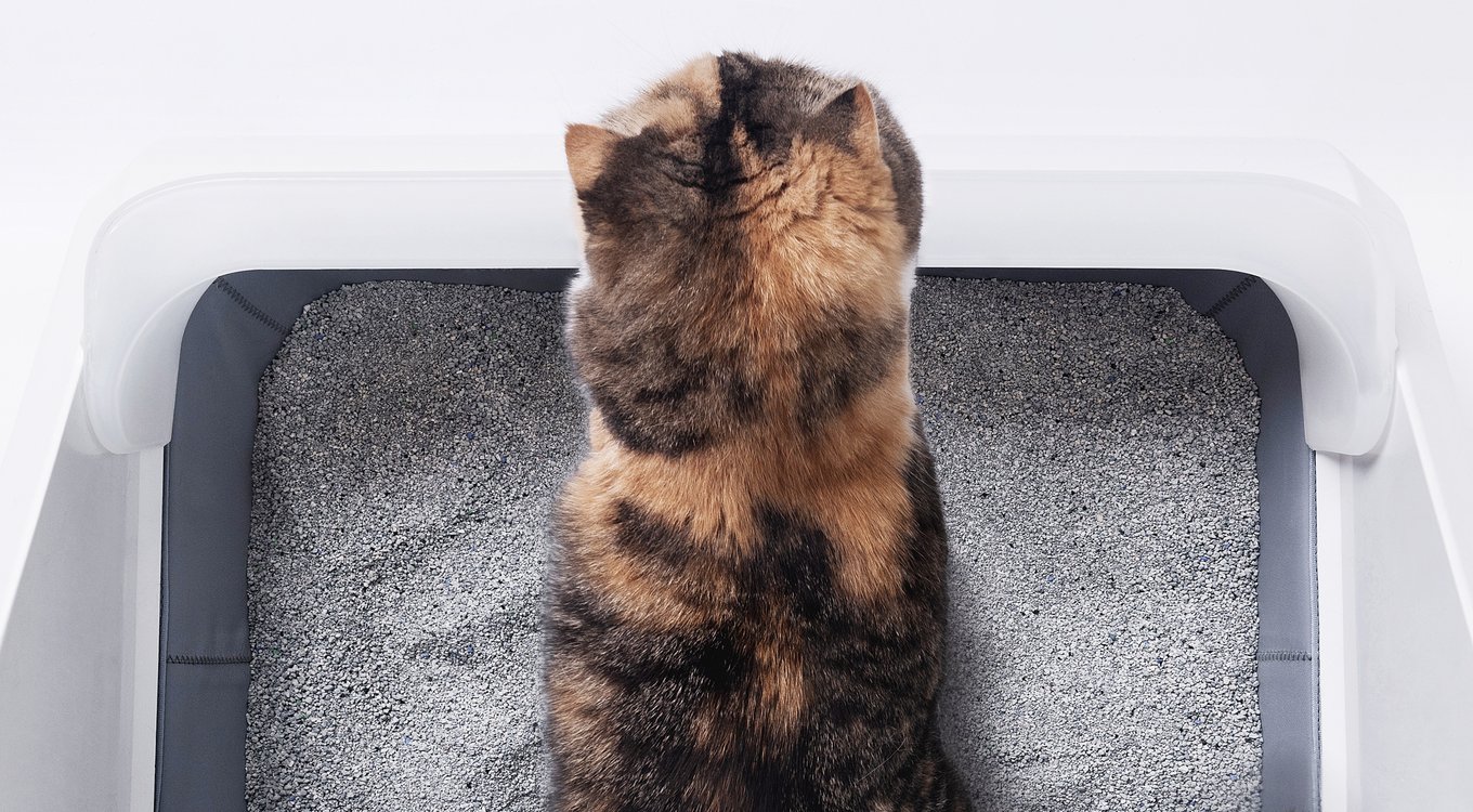 POPUR X5 Self-Cleaning Cat Litter Box - Chewy.com