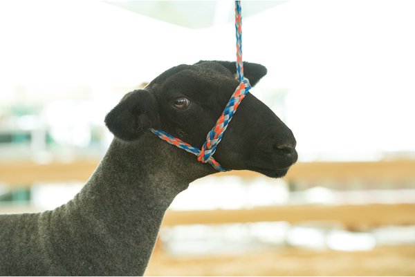WEAVER LIVESTOCK Polyester Rope Sheep & Goat Halter, Blue/Orange/Gray ...
