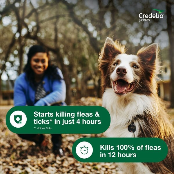 CREDELIO Chewable Tablet for Dogs, 25.1-50 lbs, (Green Box), 1 Chewable ...