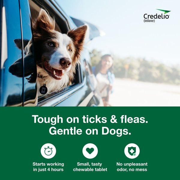 CREDELIO Chewable Tablet for Dogs, 25.1-50 lbs, (Green Box), 1 Chewable ...