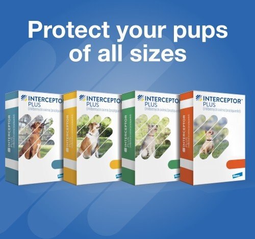 INTERCEPTOR PLUS Chew for Dogs, 50.1-100 lbs, (Blue Box) - Easy Refills ...