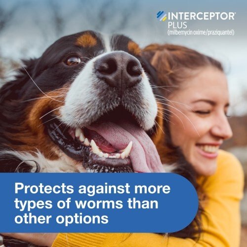 INTERCEPTOR PLUS Chew for Dogs, 25.1-50 lbs, (Yellow Box) - Easy ...