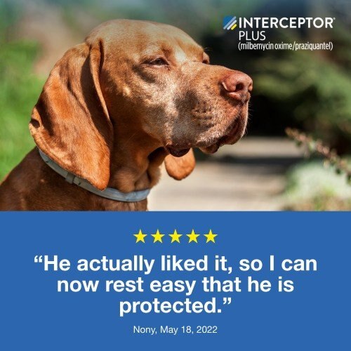 INTERCEPTOR PLUS Chew for Dogs, 25.1-50 lbs, (Yellow Box) - Easy ...