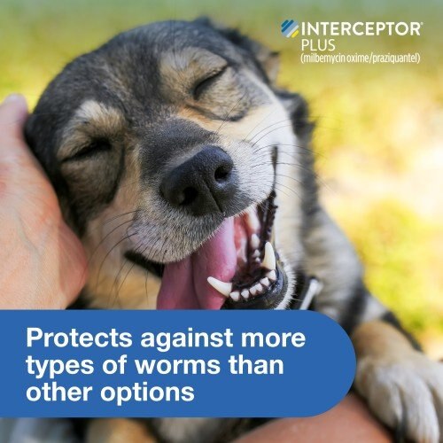 INTERCEPTOR PLUS Chew for Dogs, 8.1-25 lbs, (Green Box) - Easy Refills ...