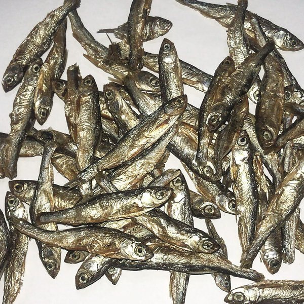 Out of Stock - FLOCK FEST Whole-Dried Minnows Poultry Treat, 10-oz bag ...