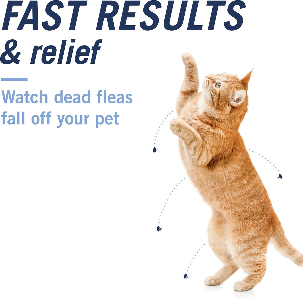 PETARMOR CapAction Flea Tablets for Cats, 12 Tablets bundle - Chewy.com