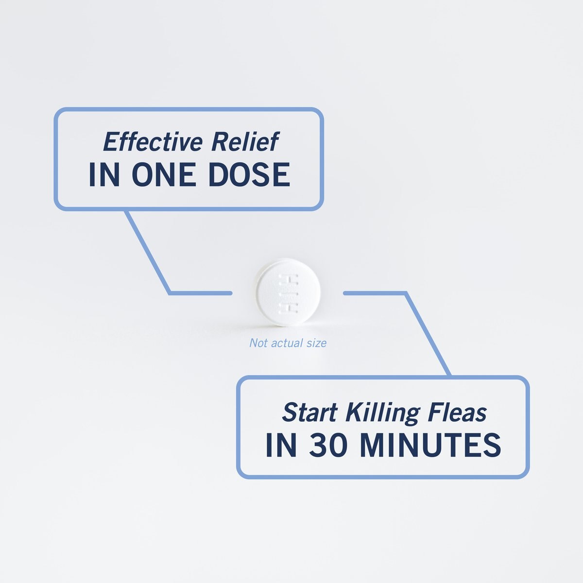 PETARMOR CapAction Flea Tablets for Cats, 12 Tablets bundle - Chewy.com