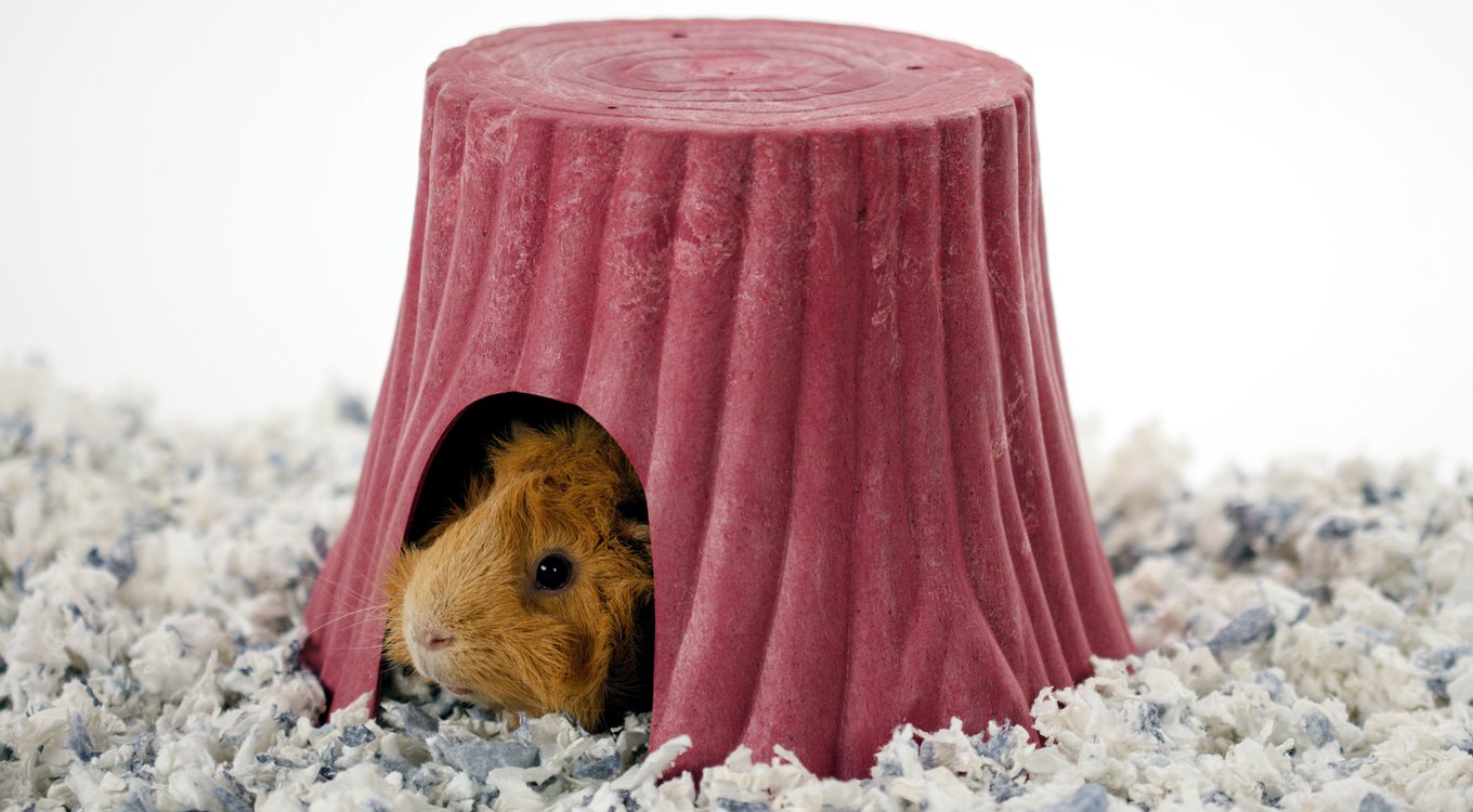 KAYTEE Woodland Get-A-Way Small Pet Hideout, Large - Chewy.com