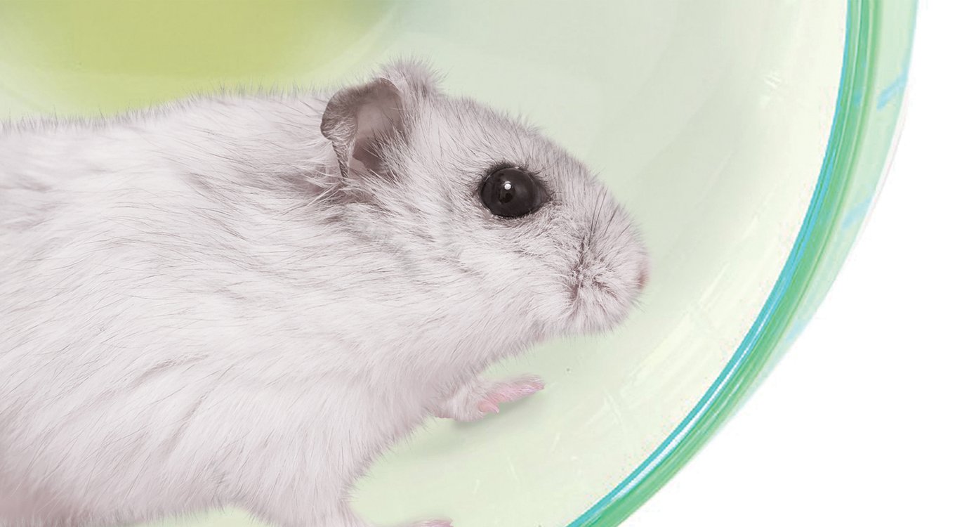 Out of Stock - KAYTEE Critter Cruiser Small Animal Exercise Wheel ...