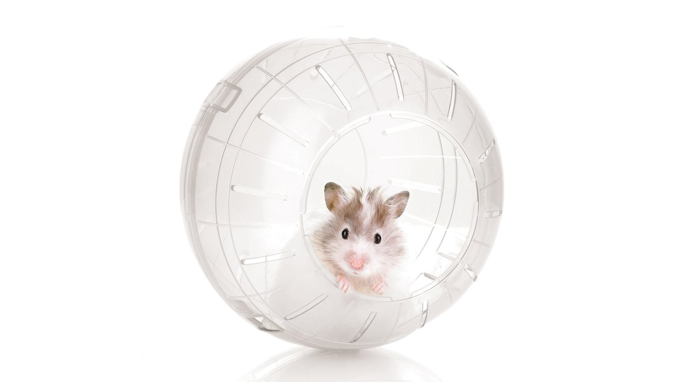 Out of Stock - KAYTEE Critter Cruiser Small Animal Exercise Wheel ...