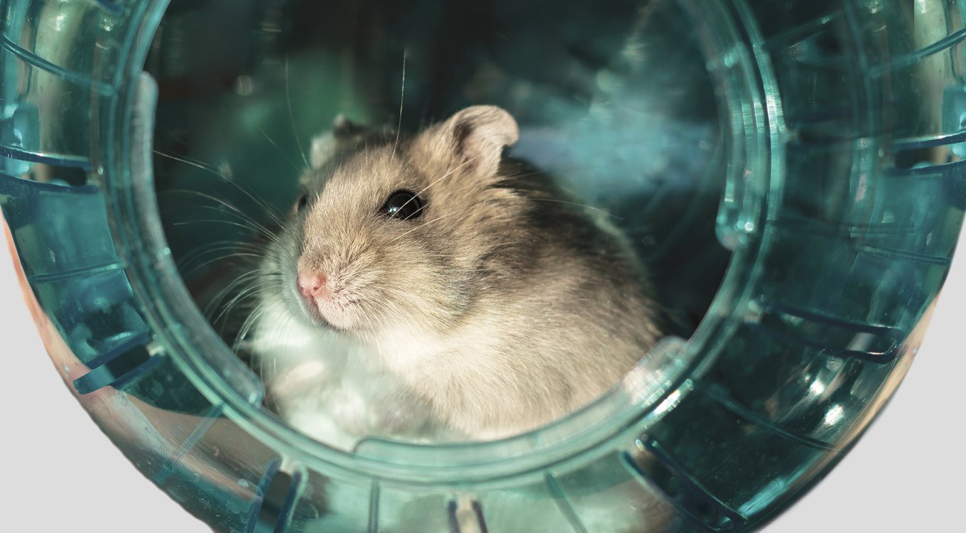 KAYTEE Critter Cruiser Small Animal Exercise Wheel, Color Varies, Small ...