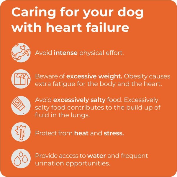 CARDALIS (Spironolactone/Benazepril) Chewable Tablets for Dogs, 80mg ...