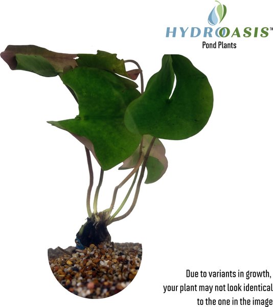 HYDROASIS Hardy Water Lily Live Pond Plant, Red - Chewy.com