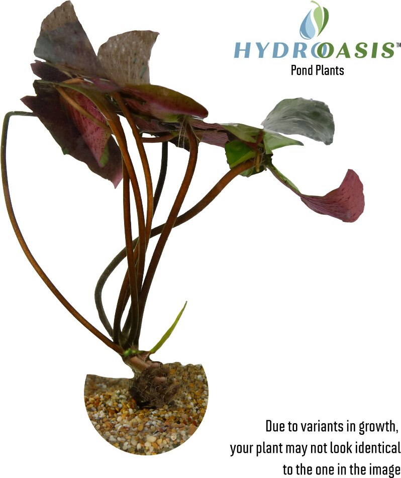 HYDROASIS Hardy Water Lily Live Pond Plant, Red - Chewy.com