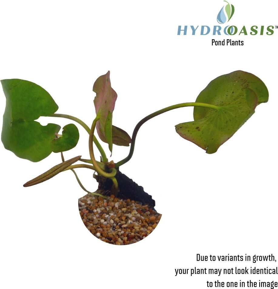 HYDROASIS Hardy Water Lily Live Pond Plant, Red - Chewy.com