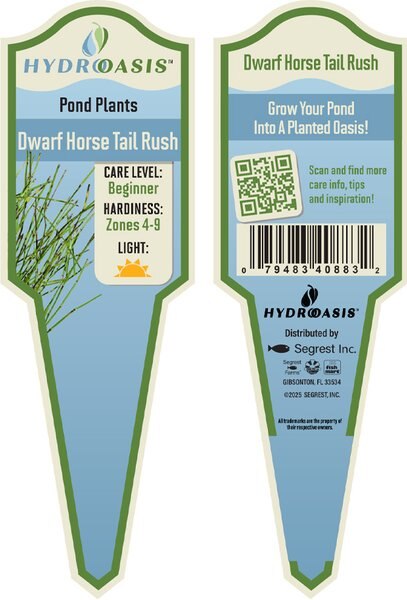 HYDROASIS Dwarf Horsetail Rush Potted Live Pond Plant - Chewy.com
