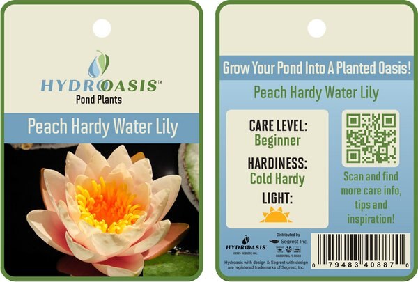 HYDROASIS Hardy Water Lily Live Pond Plant, Peach - Chewy.com