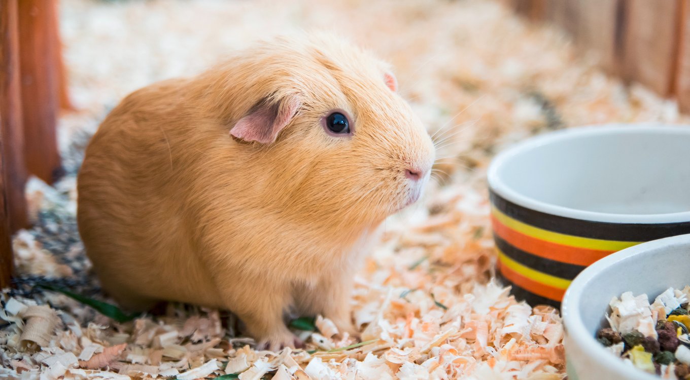 KAYTEE Kay Kob Bird & Small Animal Natural Bedding & Litter, 8-lb bag ...