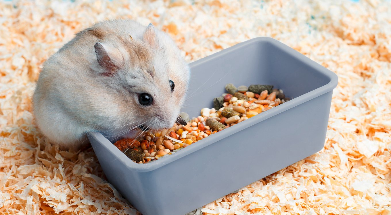 KAYTEE Kay Kob Bird & Small Animal Natural Bedding & Litter, 8-lb bag ...