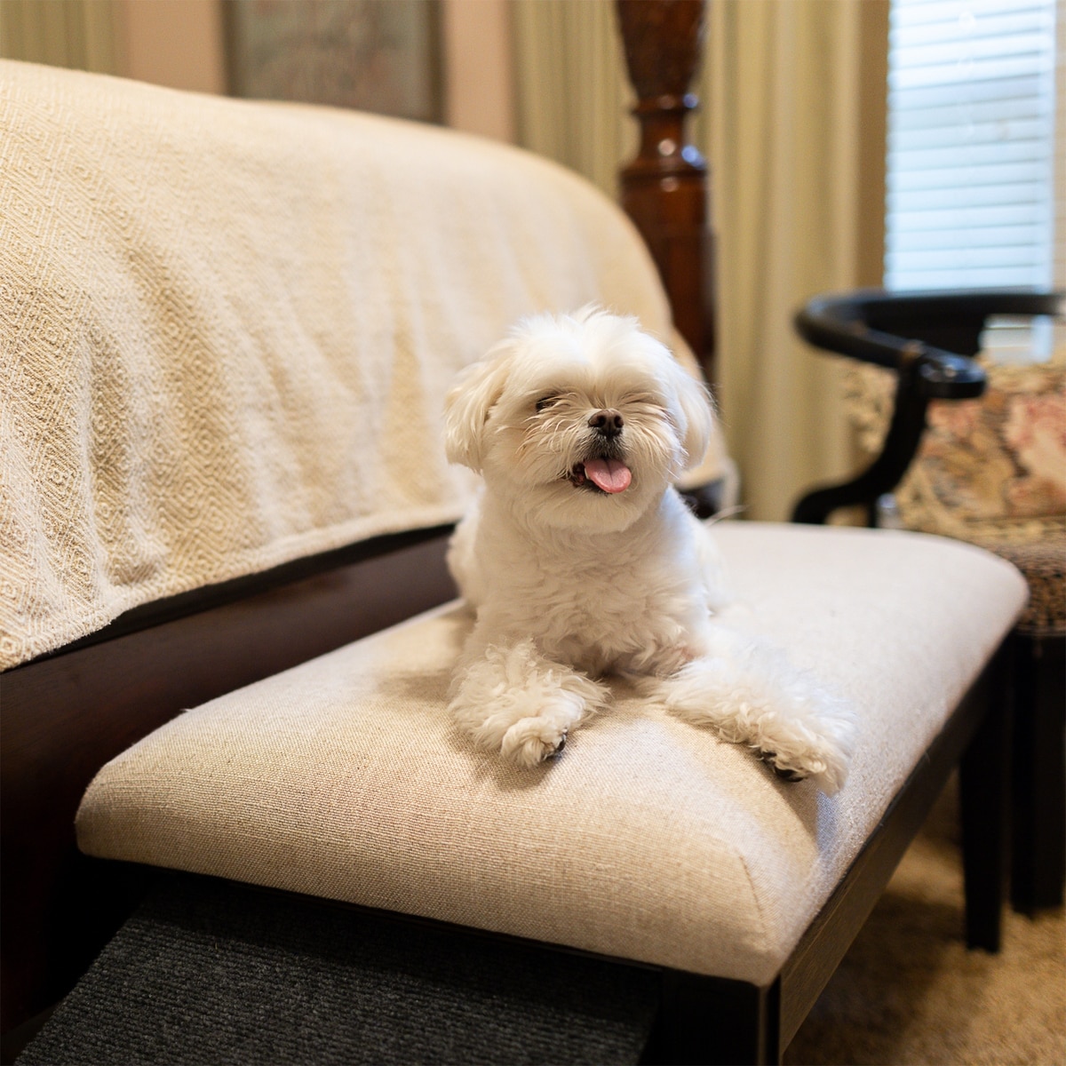 Out of Stock - OIC PET Barkley Cat & Dog Bench Ramp, Black Walnut ...