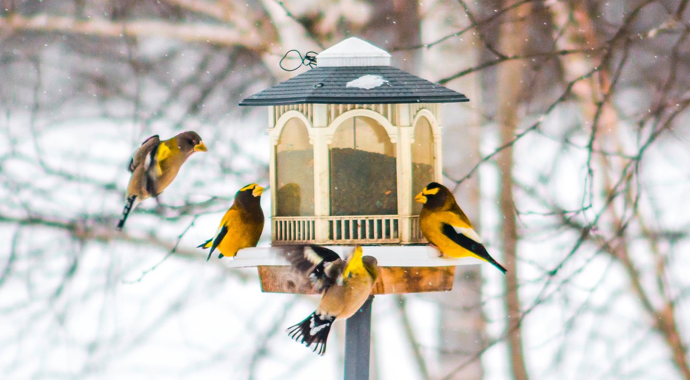 KAYTEE Seed & Suet No Mess Peanut Wild Bird Food, 10-lb bag - Chewy.com